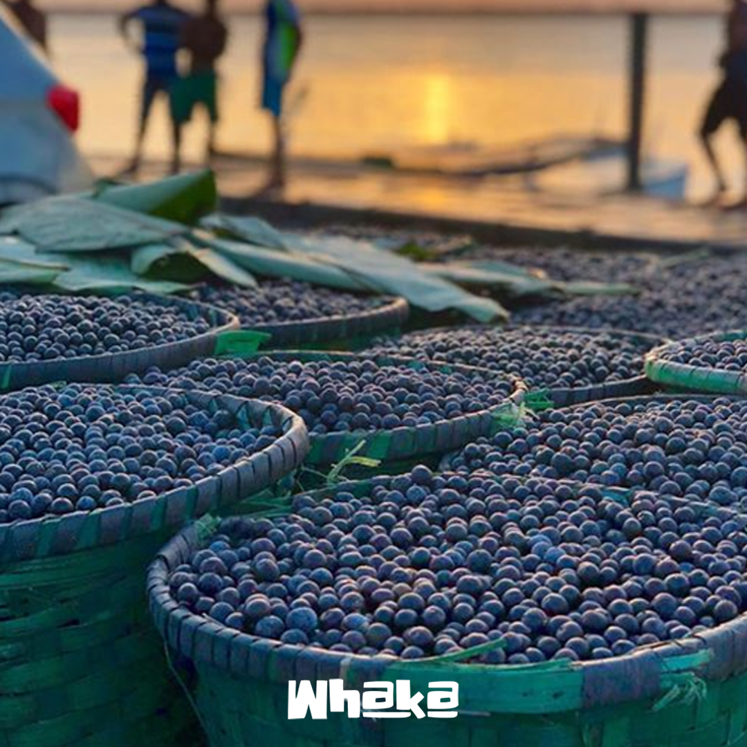 La Historia del Açaí: El Superalimento que Viene de la Selva Amazónica ...